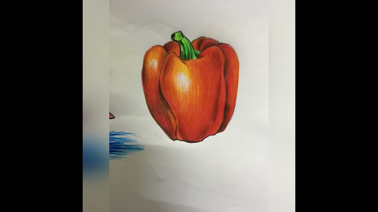 Realistic capsicum drawing with colour pencils|| easy full drawing| art ...