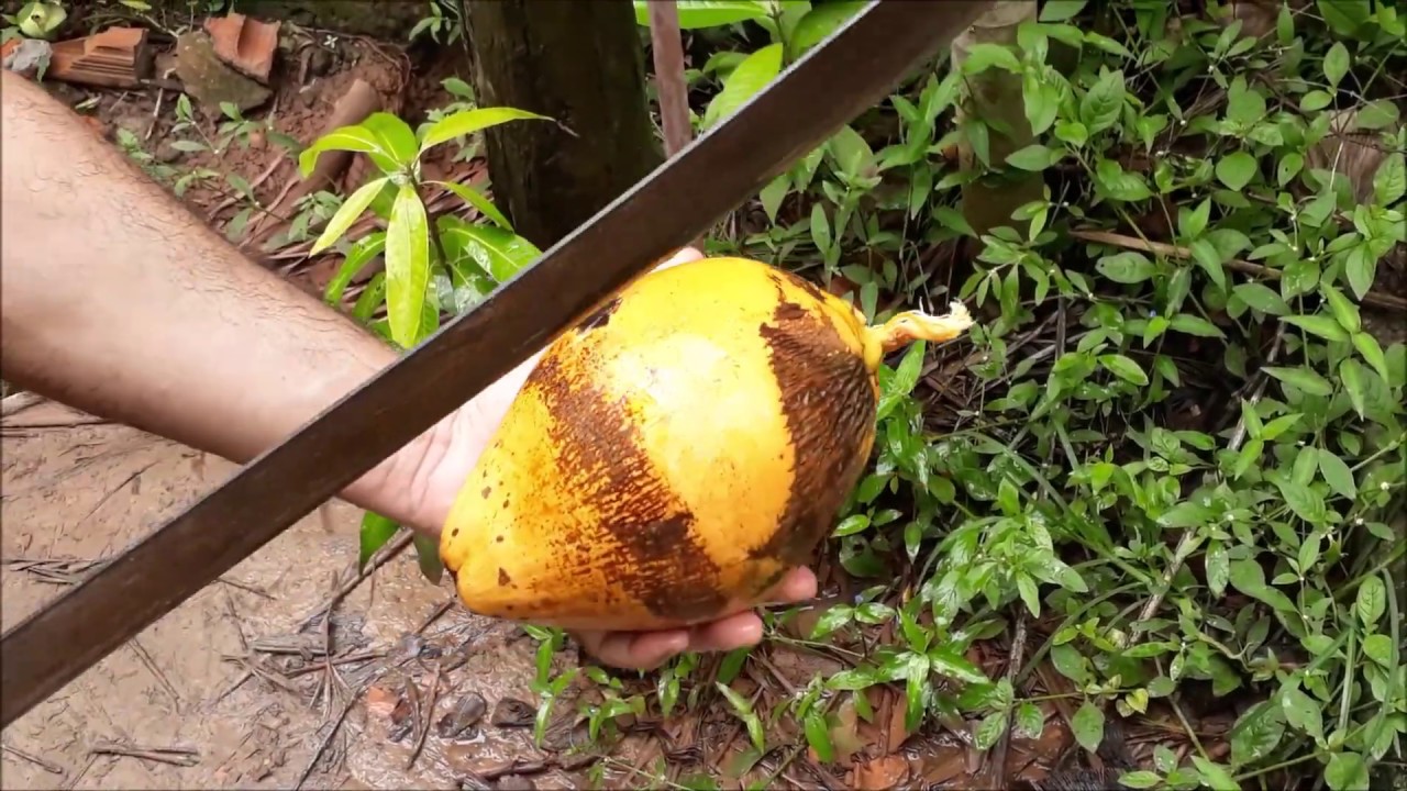Fazendo mudas de Coco Amarelo Anão - YouTube