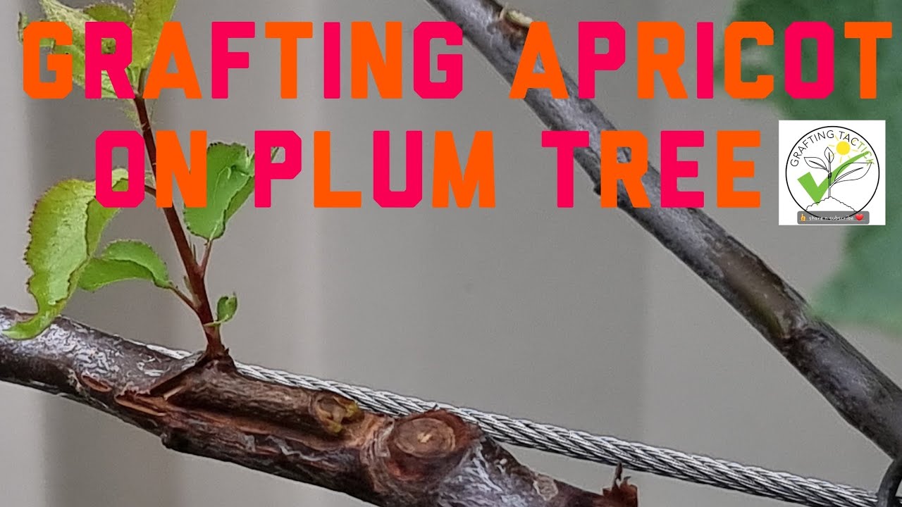 how to graft apricot on plum tree 🍃 - YouTube