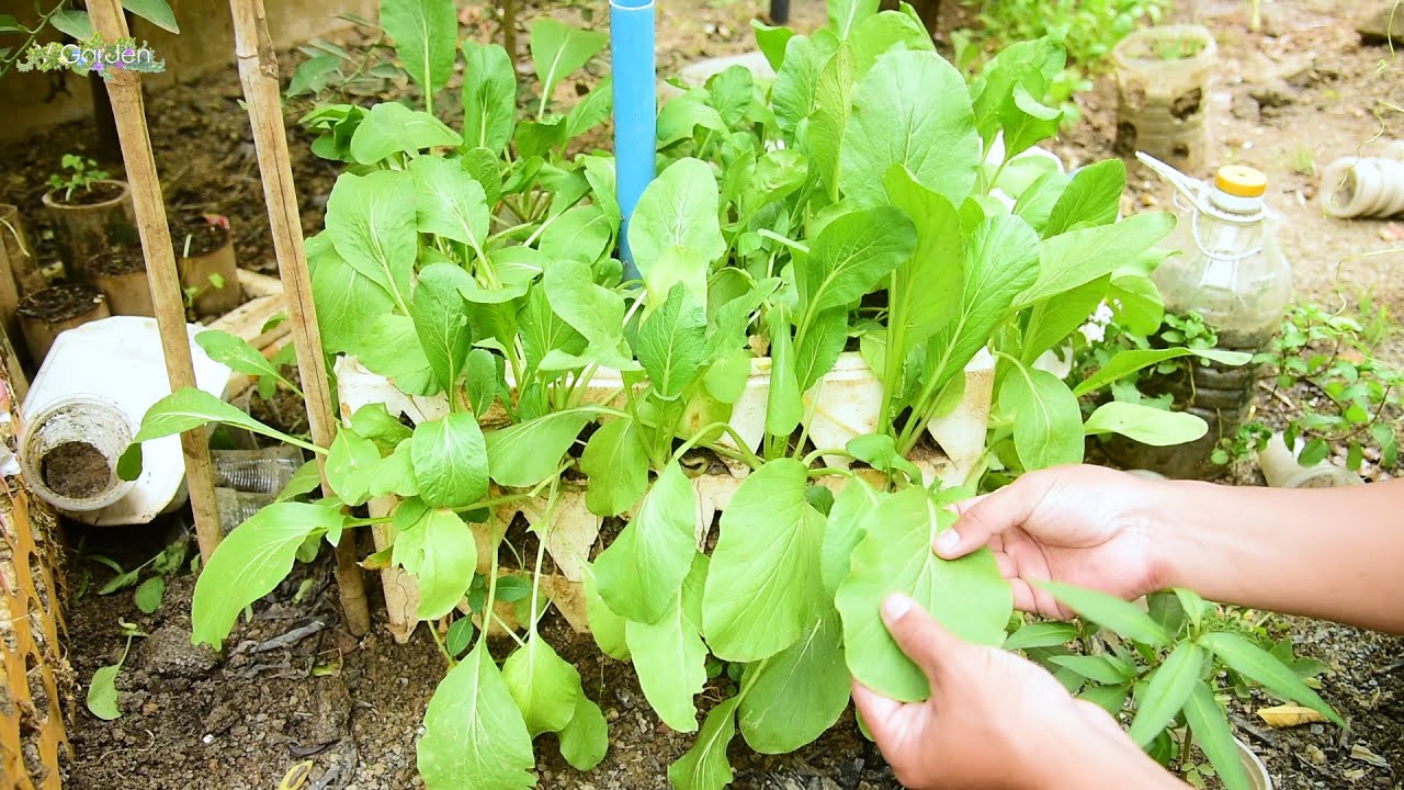 Growing Choy Sum in Foam Container to Harvest / How to grow Yu Choy Sum ...