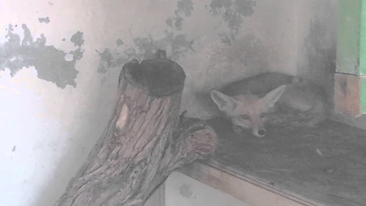 Arabian Fox at Dubai Zoo. 12.10.2013 - YouTube