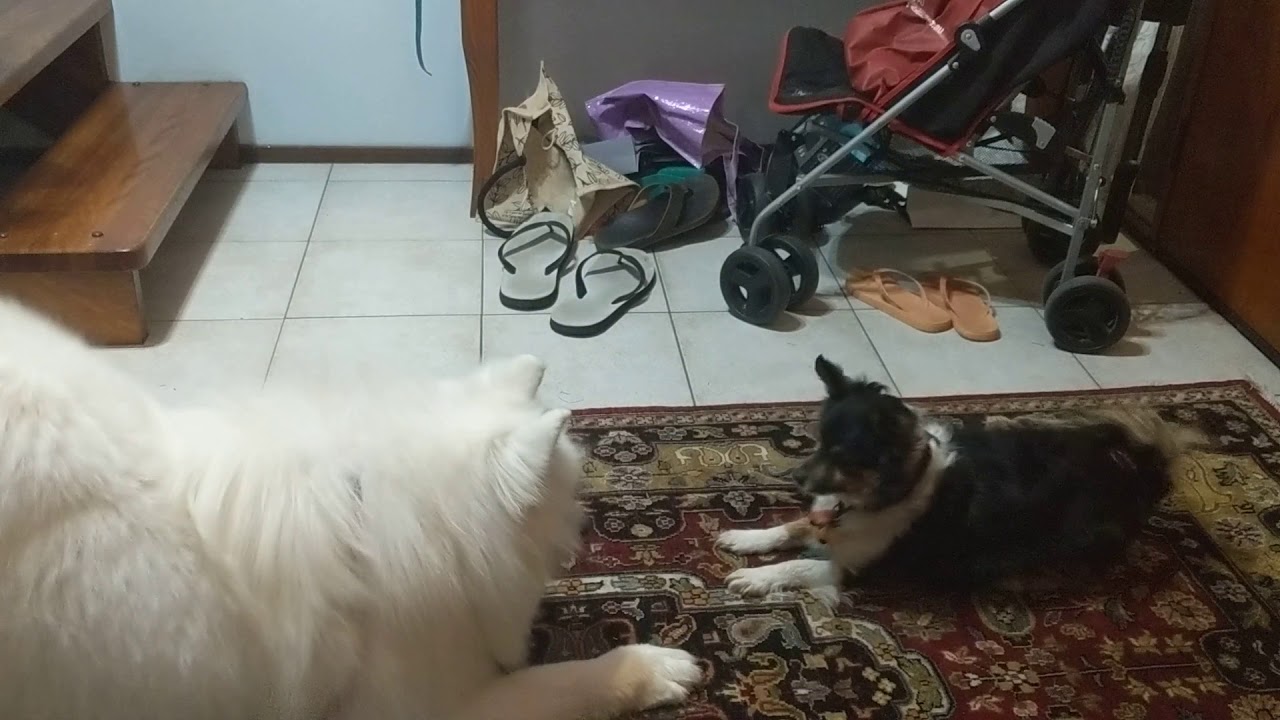 Higgins and Archie!! Met an hour ago - took a while for Archie (little ...