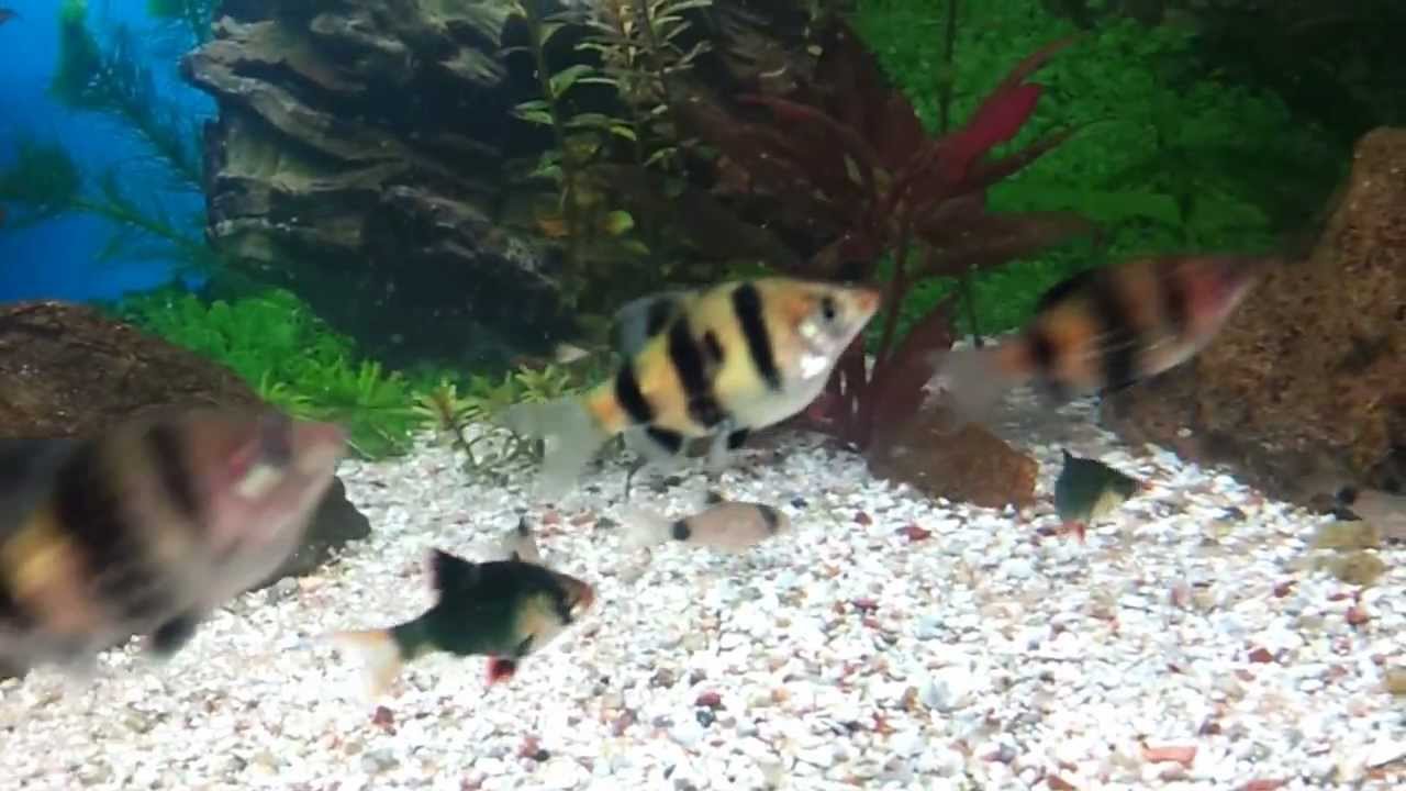 Green tiger barbs in my aquarium - YouTube