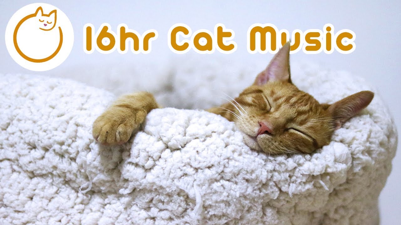 EXTRA LONG Cat Relaxation Music! New 2019🐈 - YouTube
