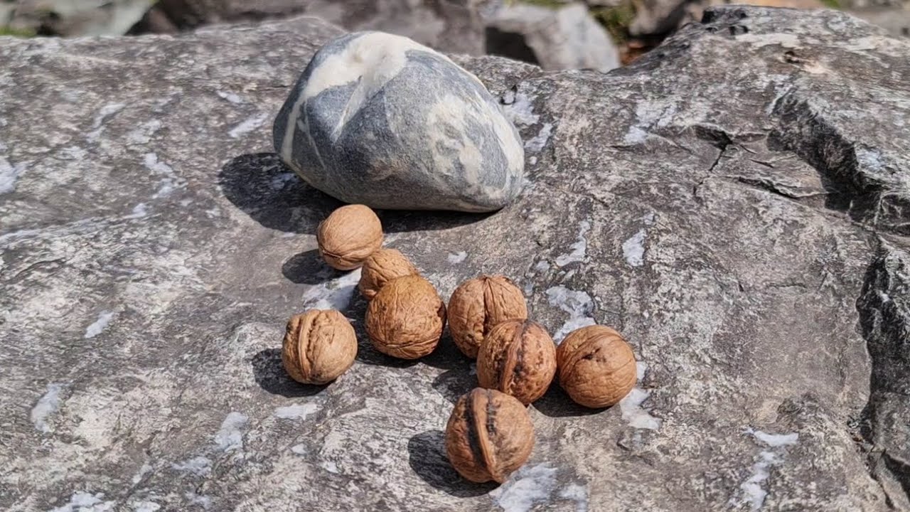 Finding & Picking Up Walnuts In Kashmir Valley - YouTube