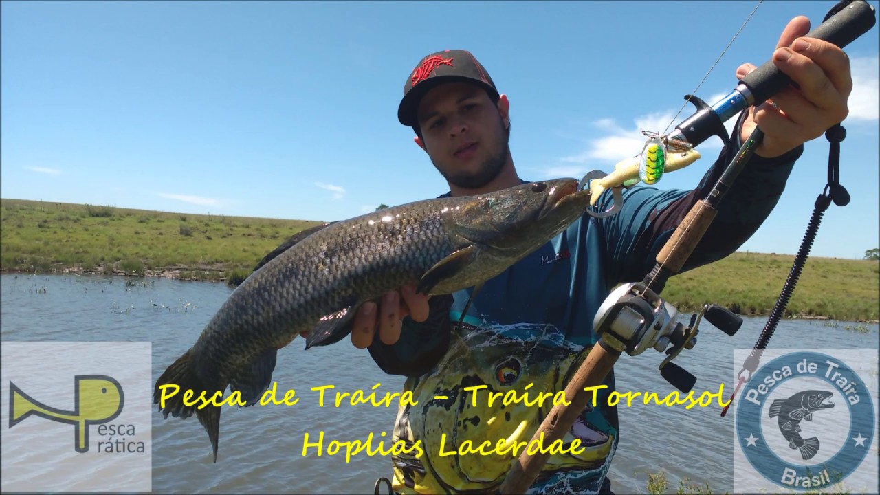 Pesca de Traira - traira tornasol - YouTube