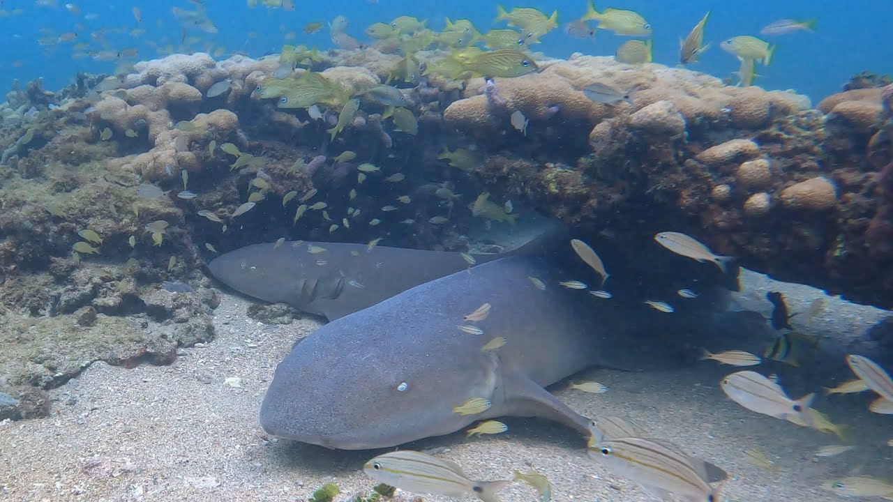 Sh- Sh- Sharks on the Seatech Ledge Scuba Dive 2023-07-08 - YouTube