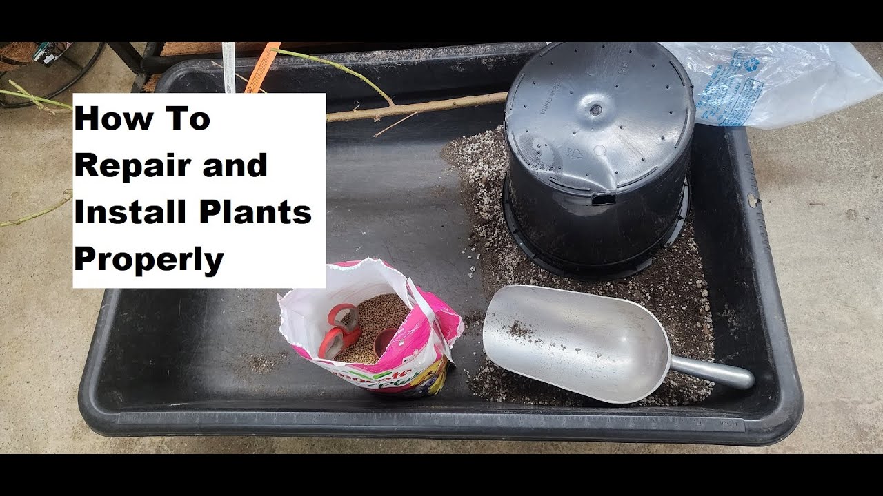 How to Repair and Install Plants Properly - YouTube