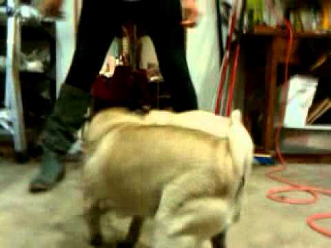 Pugs killing stuffed pug. - YouTube