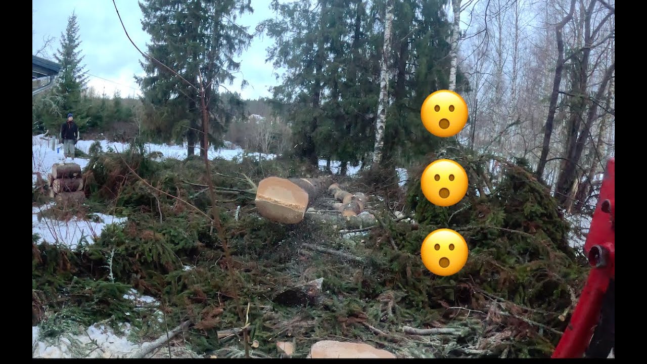 Sepäs hyppäsi pitkälle. Pro Finnish Lumberjack And Husqvarna 592 xpg ...