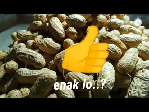 kacang ngebol berasab