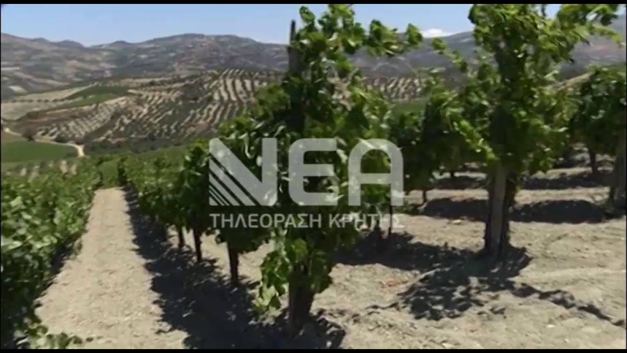 ΖΗΜΙΕΣ ΑΜΠΕΛΙΑ ΑΠΟ ΥΨΗΛΕΣ ΘΕΡΜΟΚΡΑΣΙΕΣ - YouTube