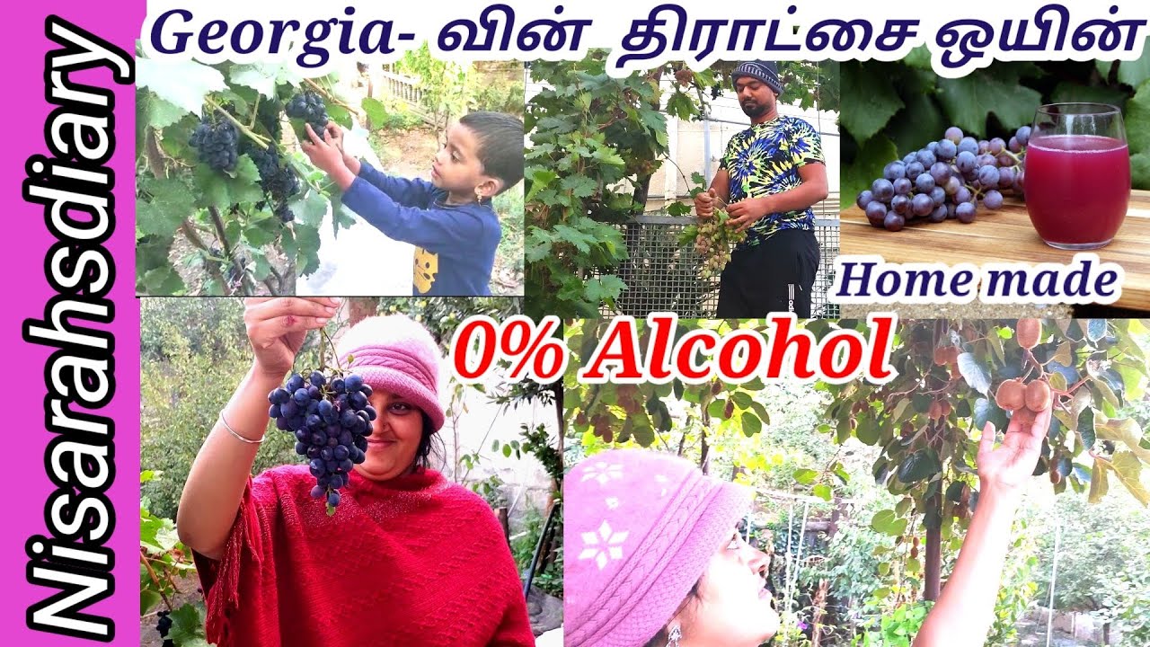 Harvesting Fresh Grapes from #Georgia Garden| Fresh wine 0% #Alcohol ...