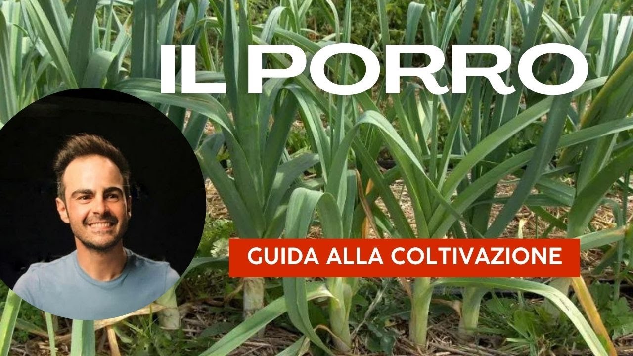 Il Porro: Guida Completa alla Coltivazione - Consigli, Trucchi e ...