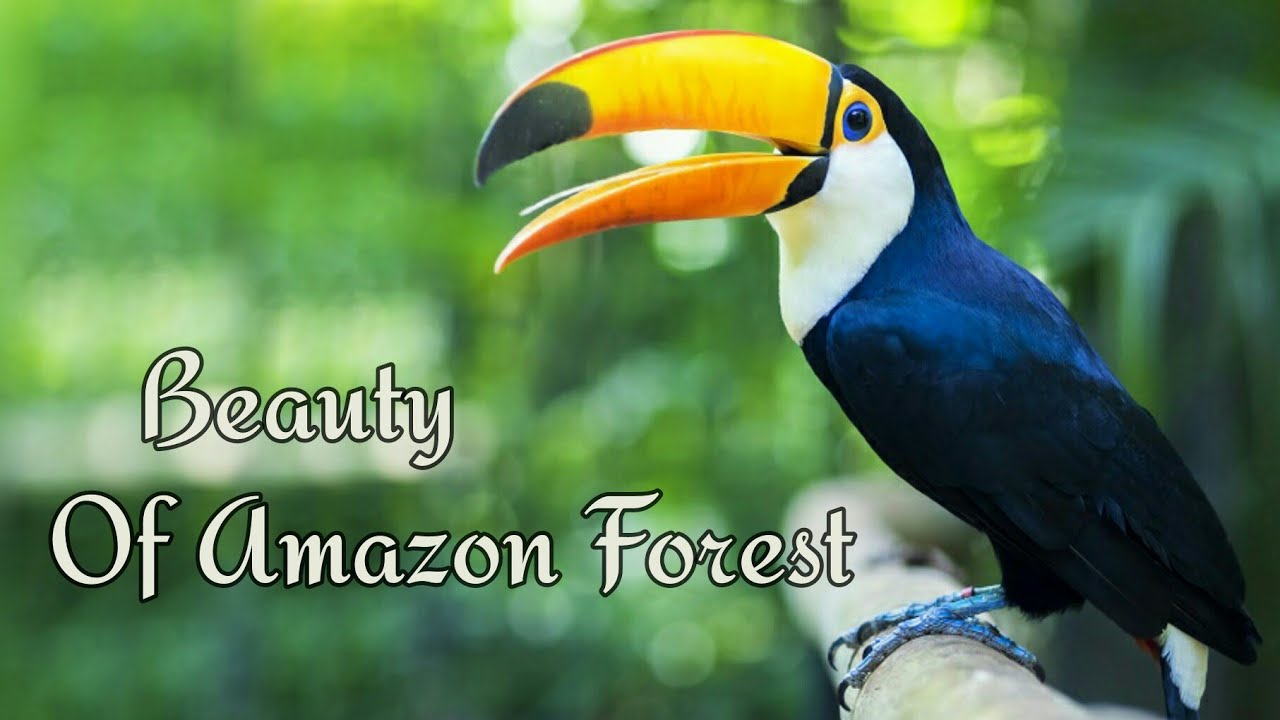 Beauty Of Amazon Forest - YouTube