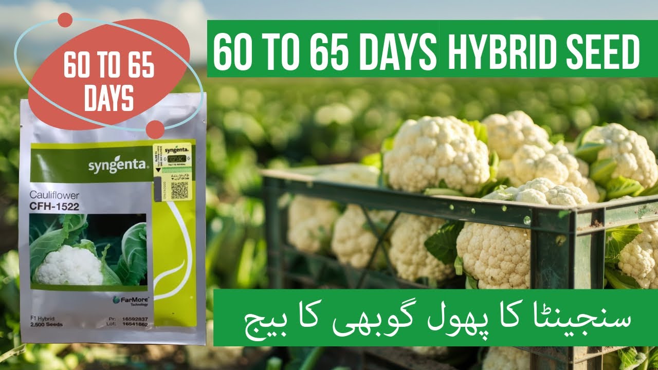 Syngenta cauliflower has bird seed f1 CFH 1522 | 60 to 65 days maturity ...