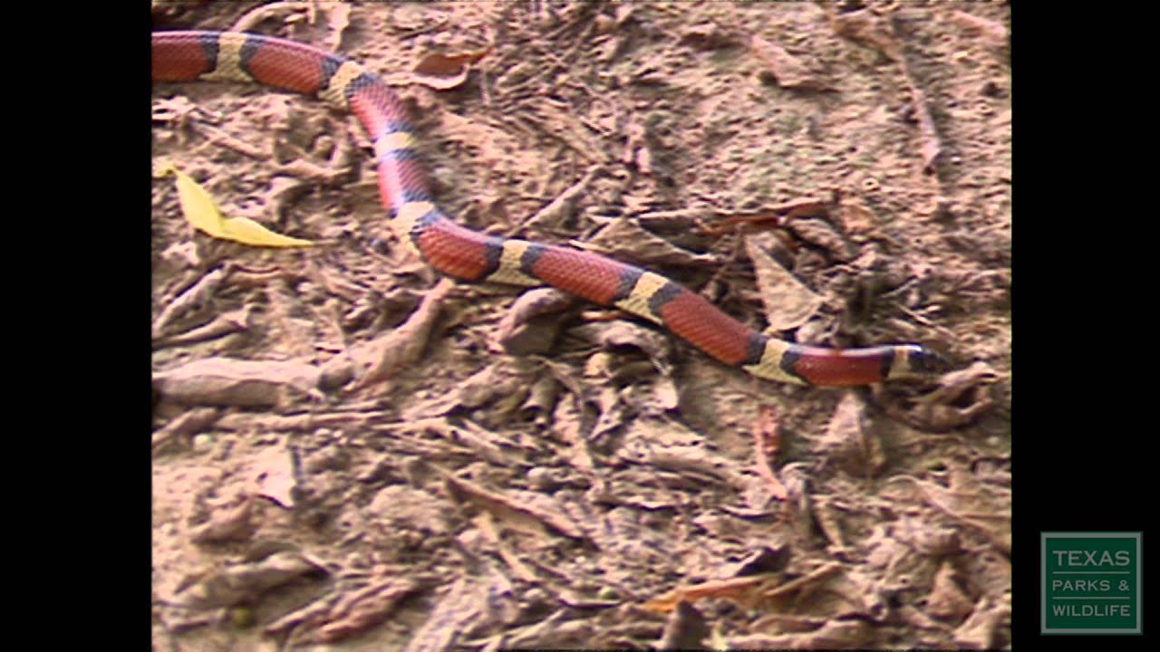 Animal Coloration - YouTube