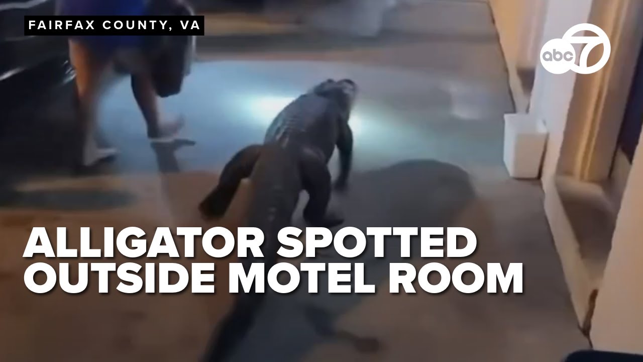 WATCH: 6ft-long alligator spotted outside motel room in Virginia - YouTube