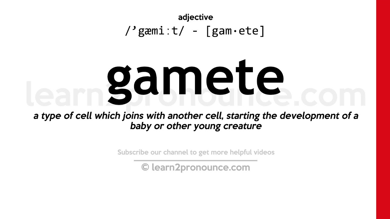 Pronunciation Of Gamete Definition Of Gamete YouTube pronunciation-of-gamete-definition-of-gamete-youtube