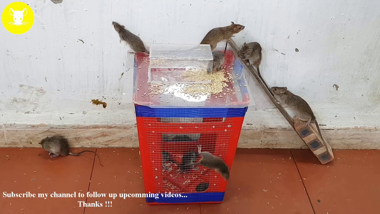 Special Mouse Trap with Grill and Chair - Good Idea Mouse Trap - YouTube