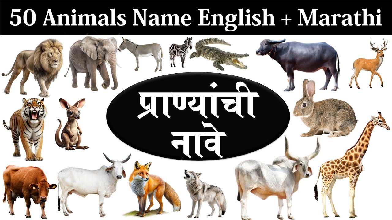 50 Animals name | Animals Name In Marathi | Animals Name In English ...