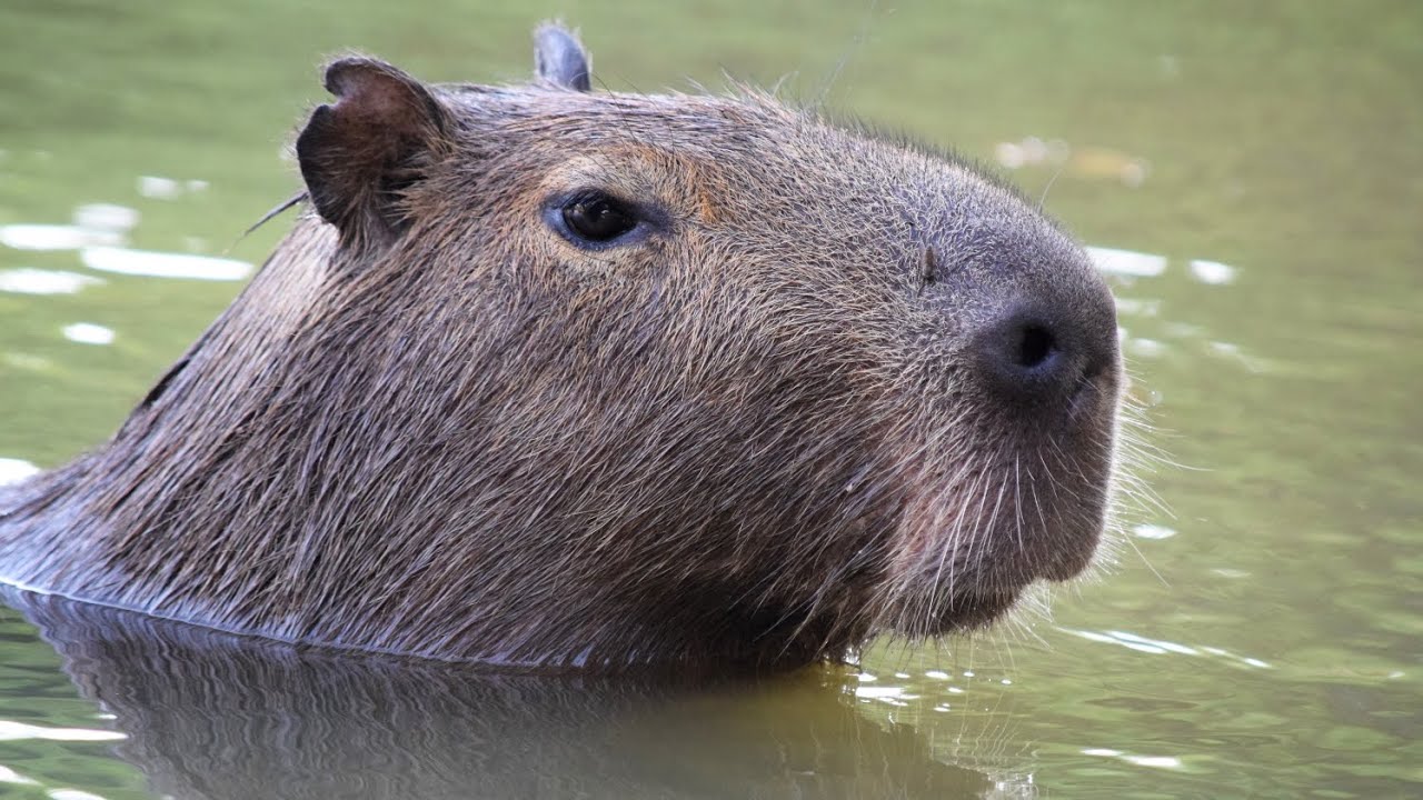 Curiosidades Sobre A Capivara - NAZAEDU