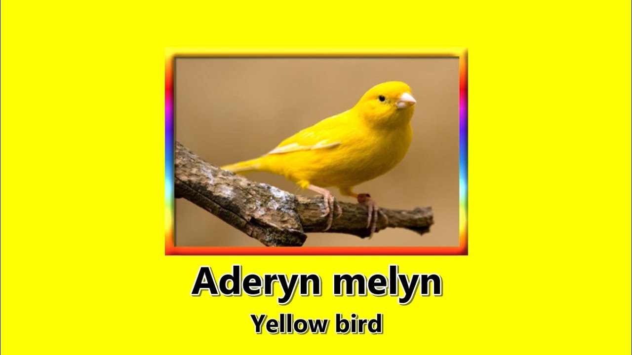 Aderyn Melyn - YouTube