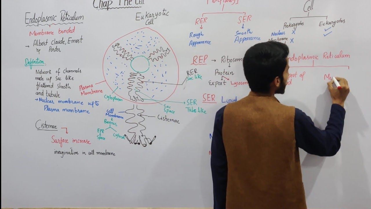 lect 7th chap 4 Endoplasmic reticulum FSC PART 1 - YouTube