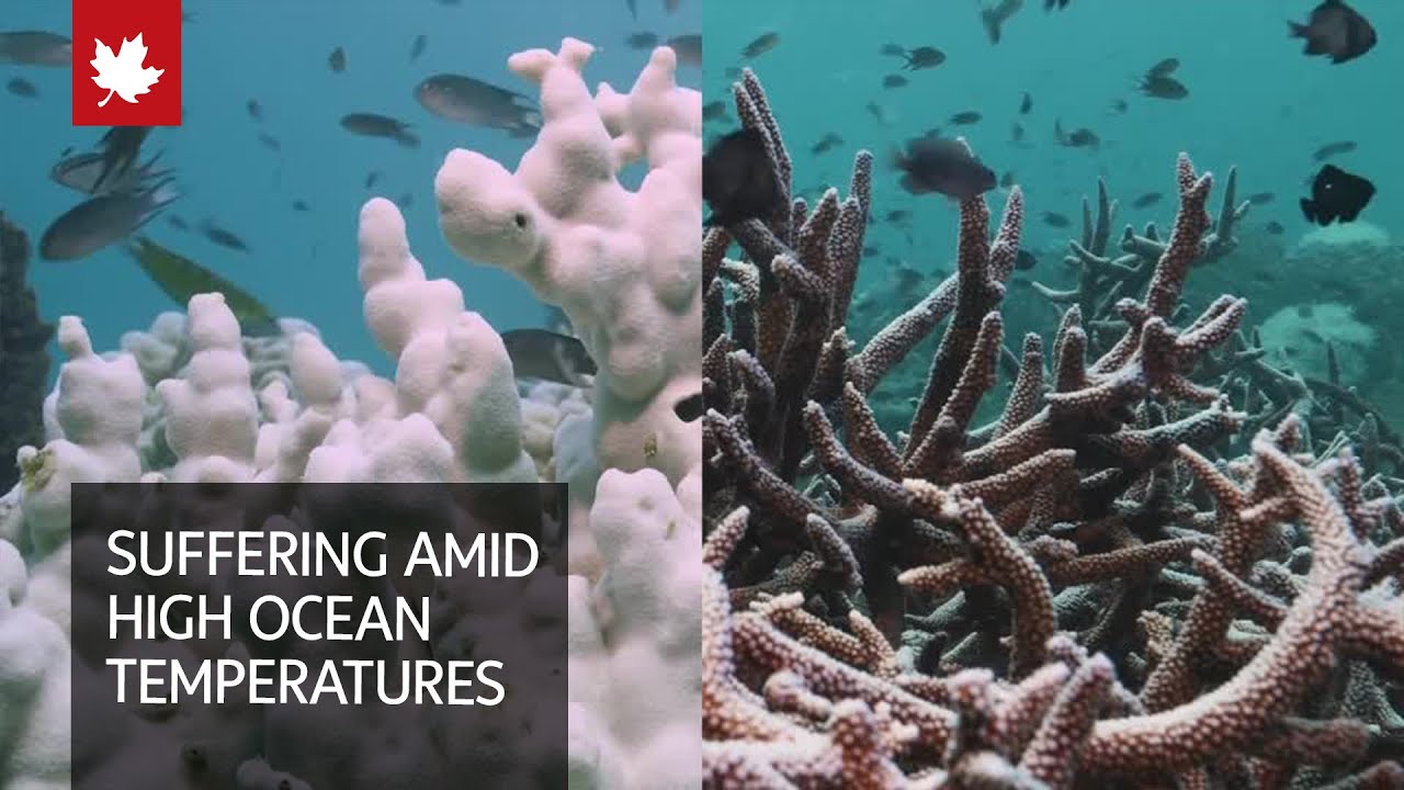 Marine life suffering as Thai sea temperatures hit record highs - YouTube