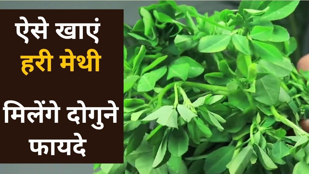 हरी मेथी को ऐसे करें डाइट में शामिल ताकि मिले ज़्यादा फायदे | Hari ...