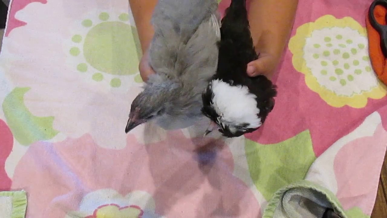 Chicken Diaper - YouTube