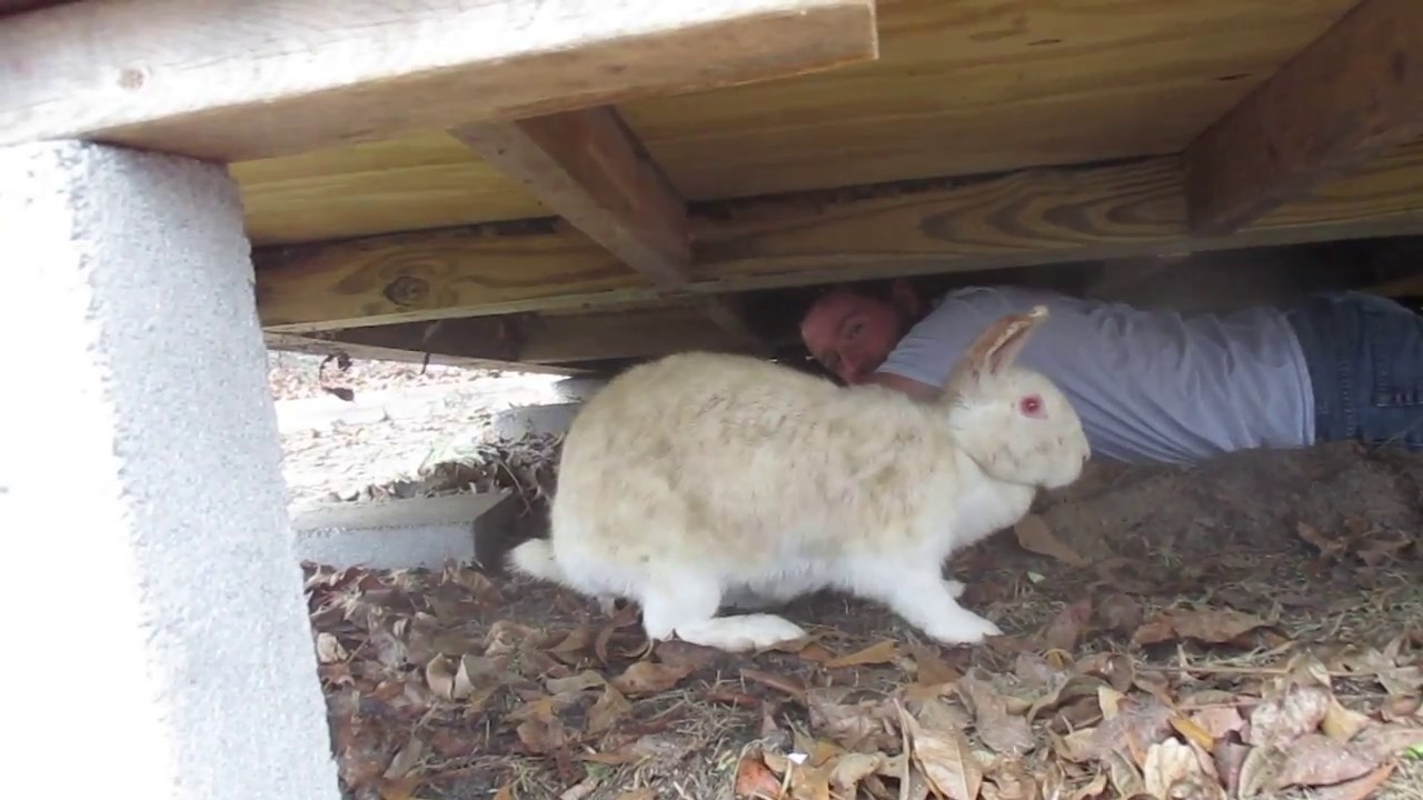 free range baby bunnies - YouTube