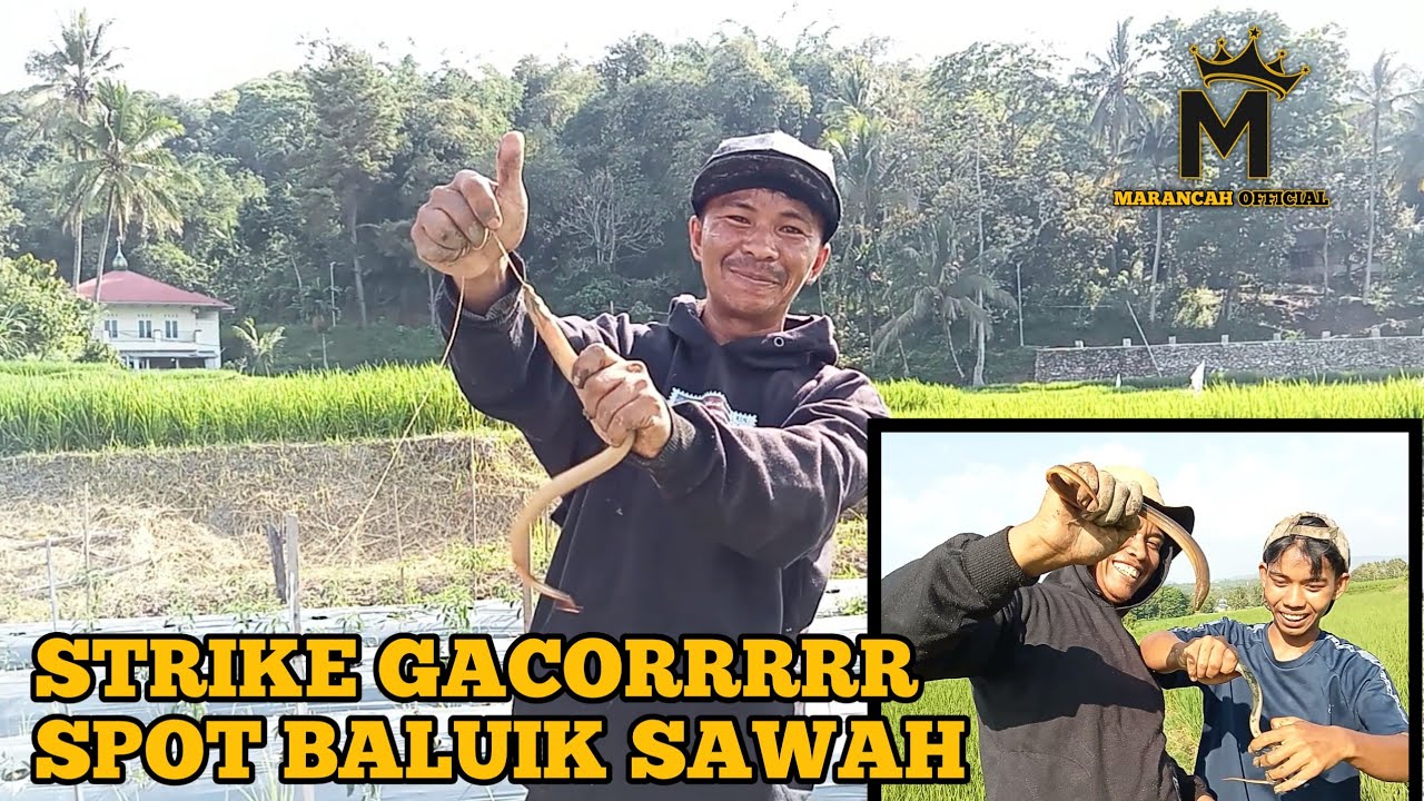 STRIKE GACORRRR‼️ SPOT BALUIK SAWAH - YouTube