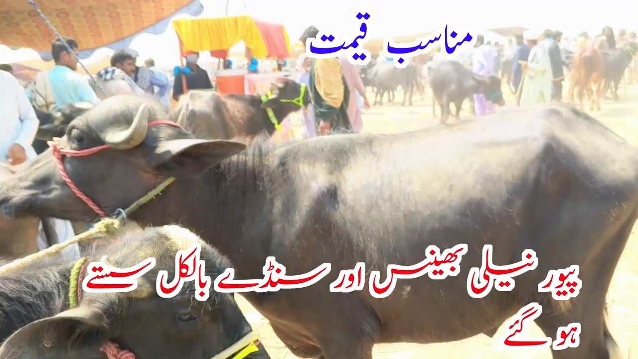 Muhammad Pur Buffalo 🦬 Mandi 2024 || Low Rate Buffalo (16.05.24) - YouTube
