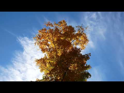 Ücretsiz Sonbahar Ağacı Video Görüntüsü - Free Fall Tree Video Footage