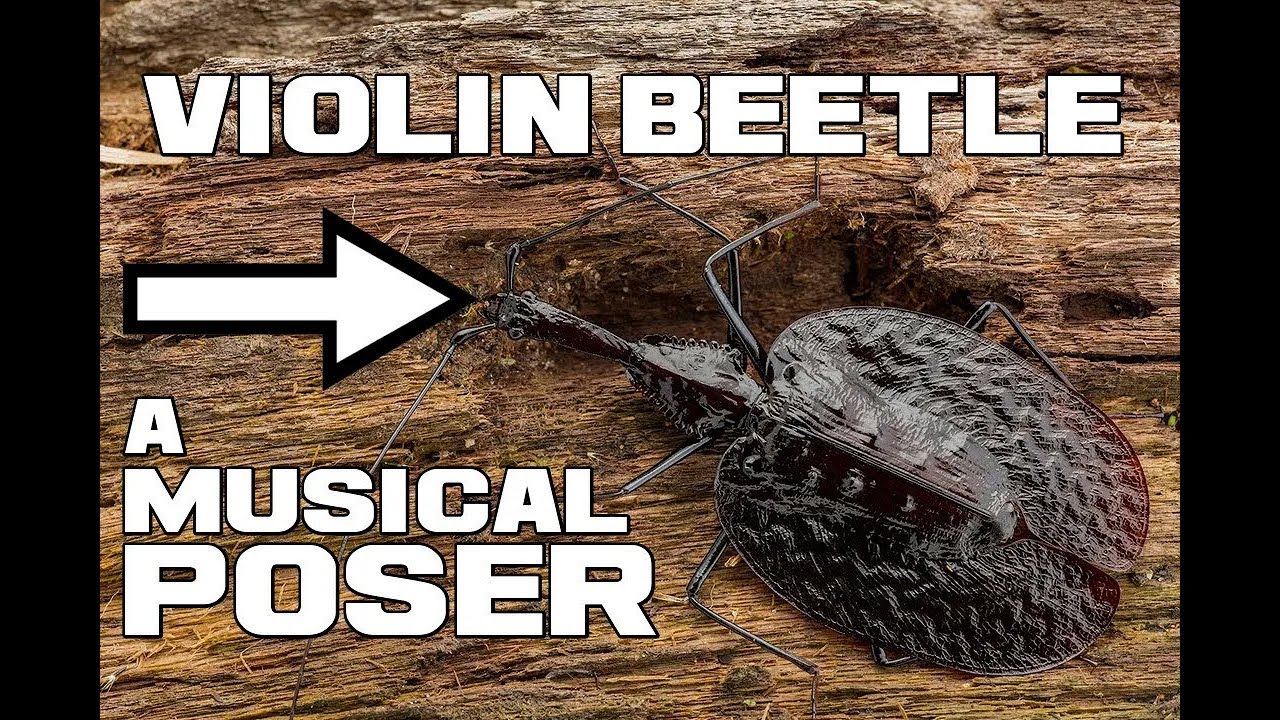 A Musical POSER - Violin Beetles - An Animal a Day Experiment - YouTube