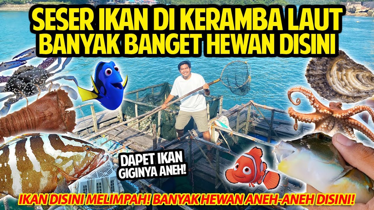 SESER IKAN DI KERAMBA TENGAH LAUT! BANYAK BANGET HEWAN DISINI! KITA ...