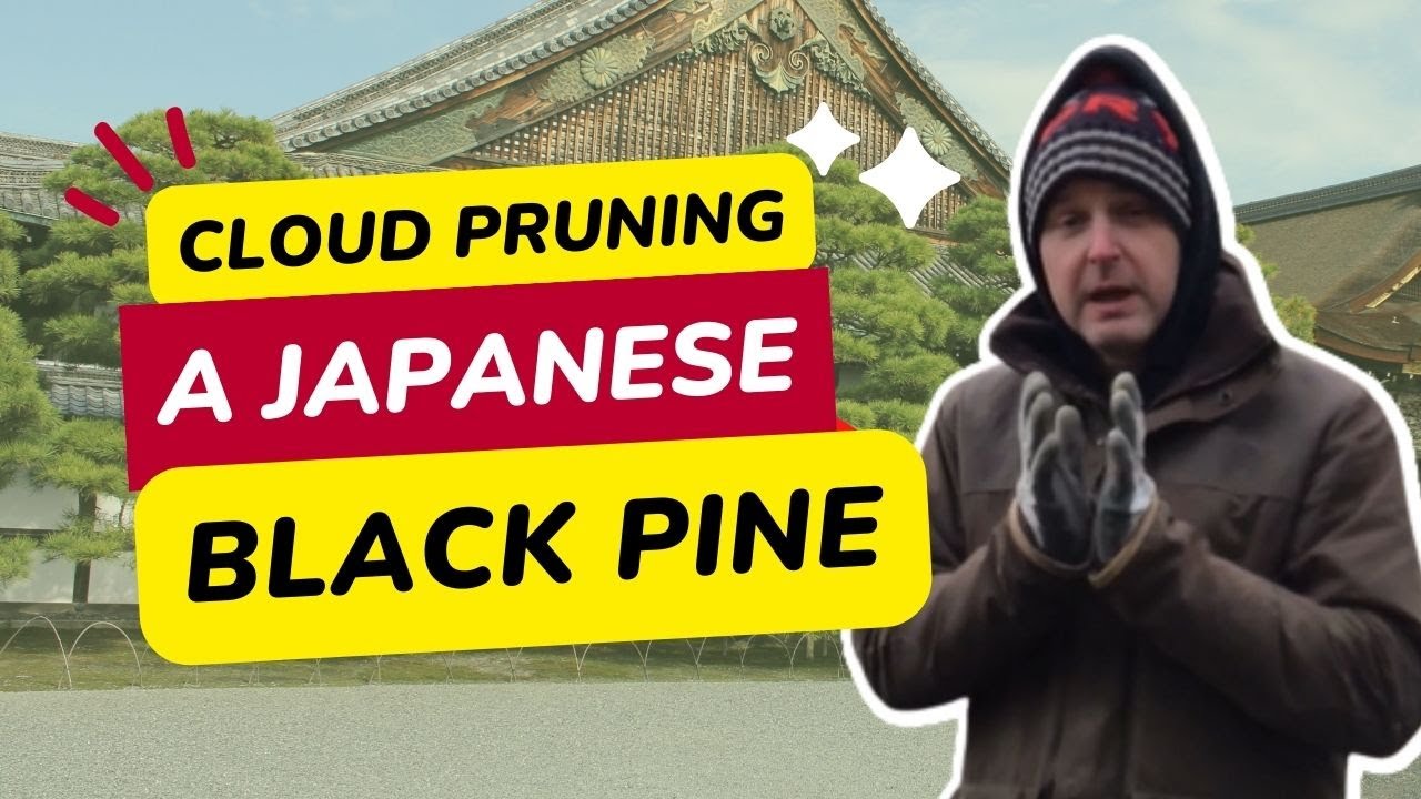 How To Cloud Prune A Japanese Black Pine Candle Pruning Method YouTube how-to-cloud-prune-a-japanese-black-pine-candle-pruning-method-youtube