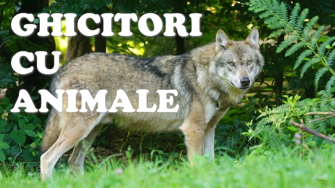 GHICITORI CU ANIMALE - YouTube