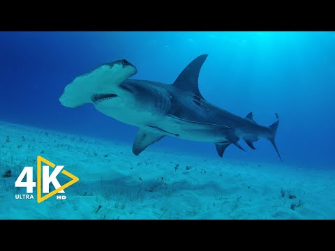 Sharks Beauty of the Deep in Breathtaking Underwater Ballet Prepare to Be Mesmerized! 🦈✨#SharkMagic