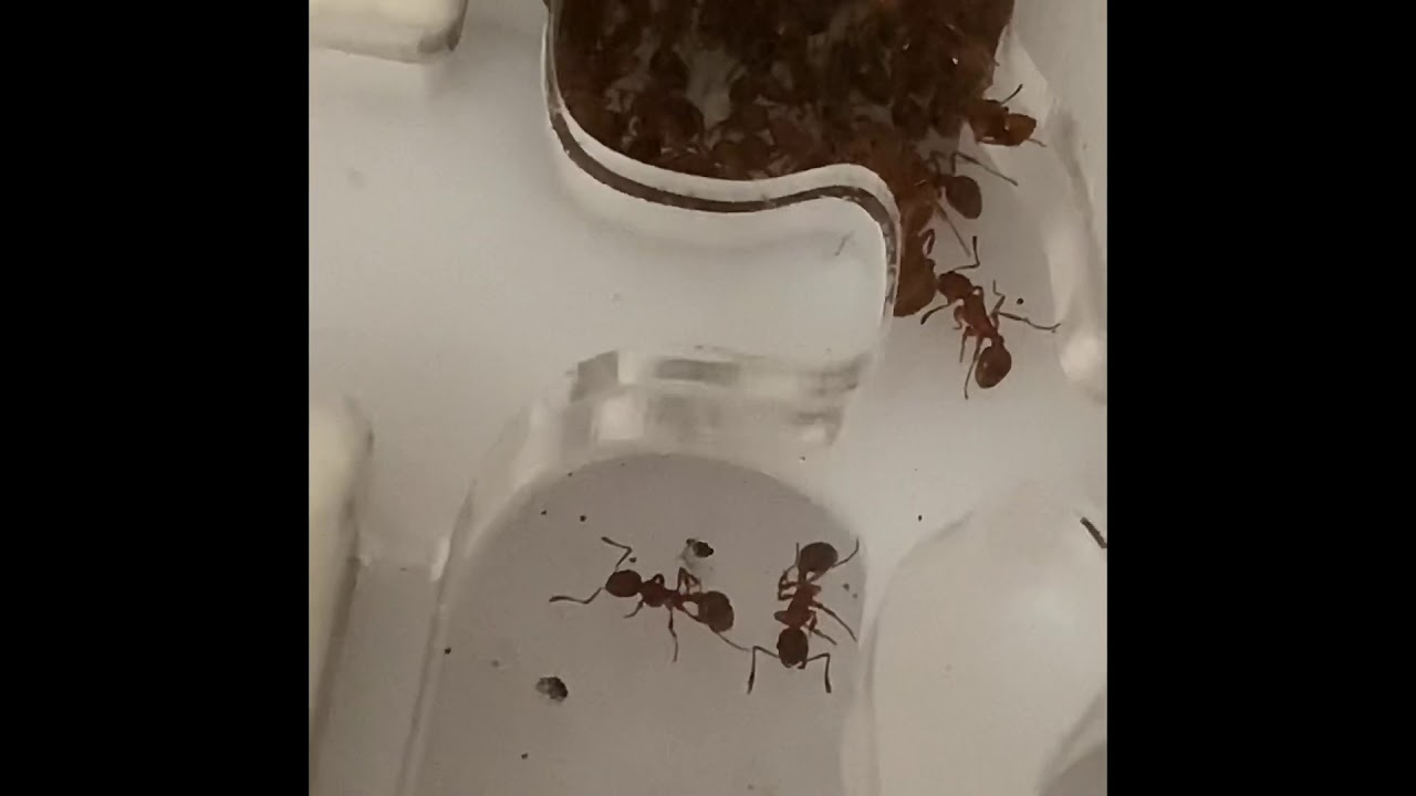 European fire ants as pets!!!! - YouTube