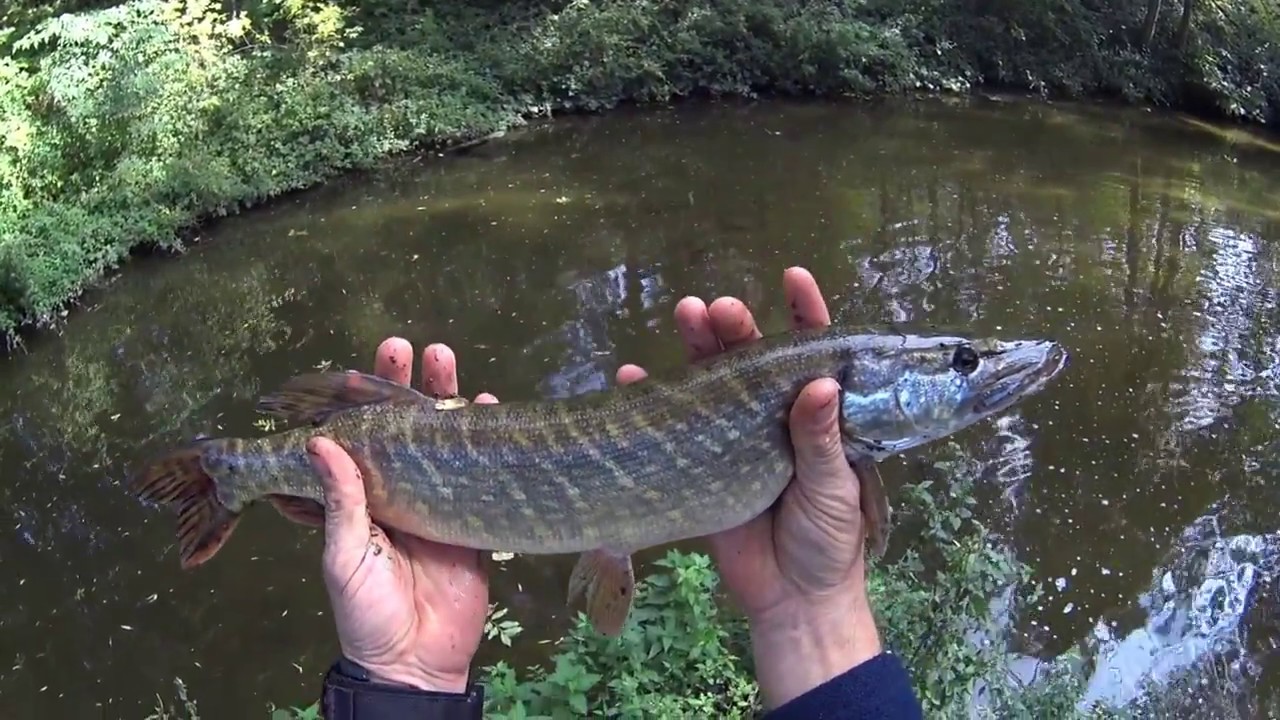 Pêche Du Brochet Au Vif Ferrage En Direct 18 Youtube