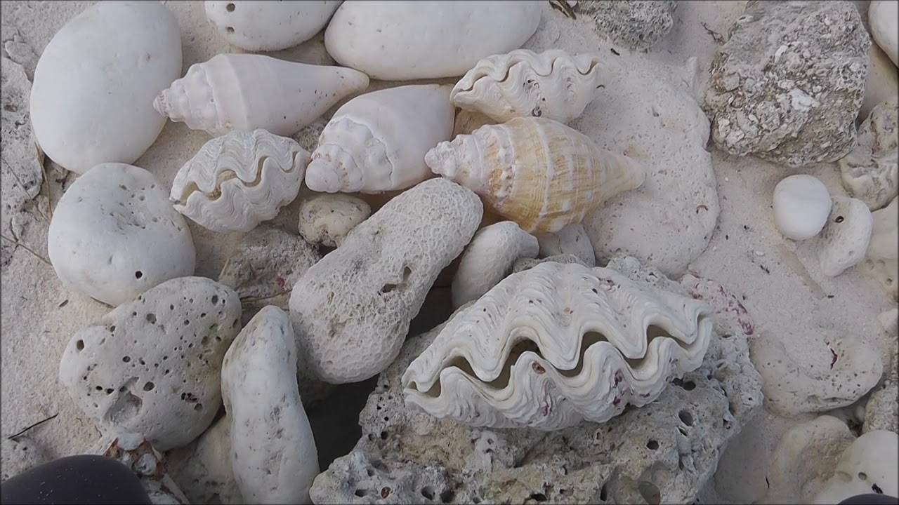 Shells and crabs, Christmas Island, Kiribati - YouTube