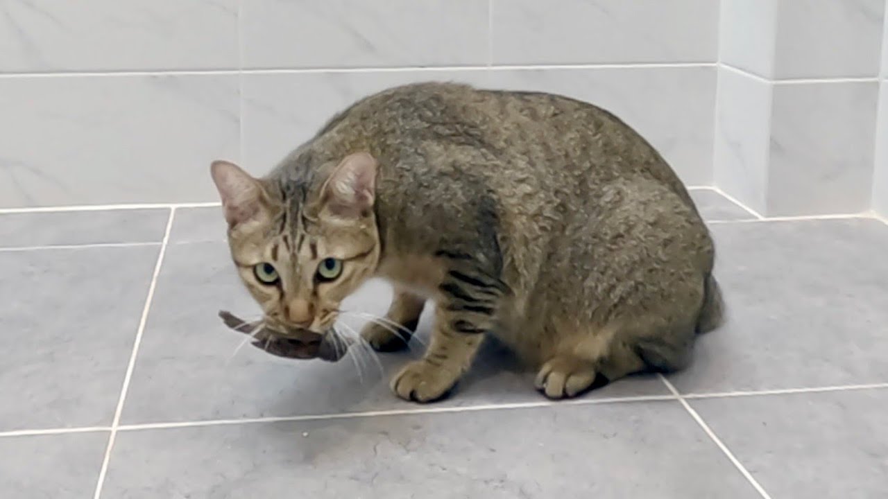 Cat vs Bird (Part 3) - YouTube