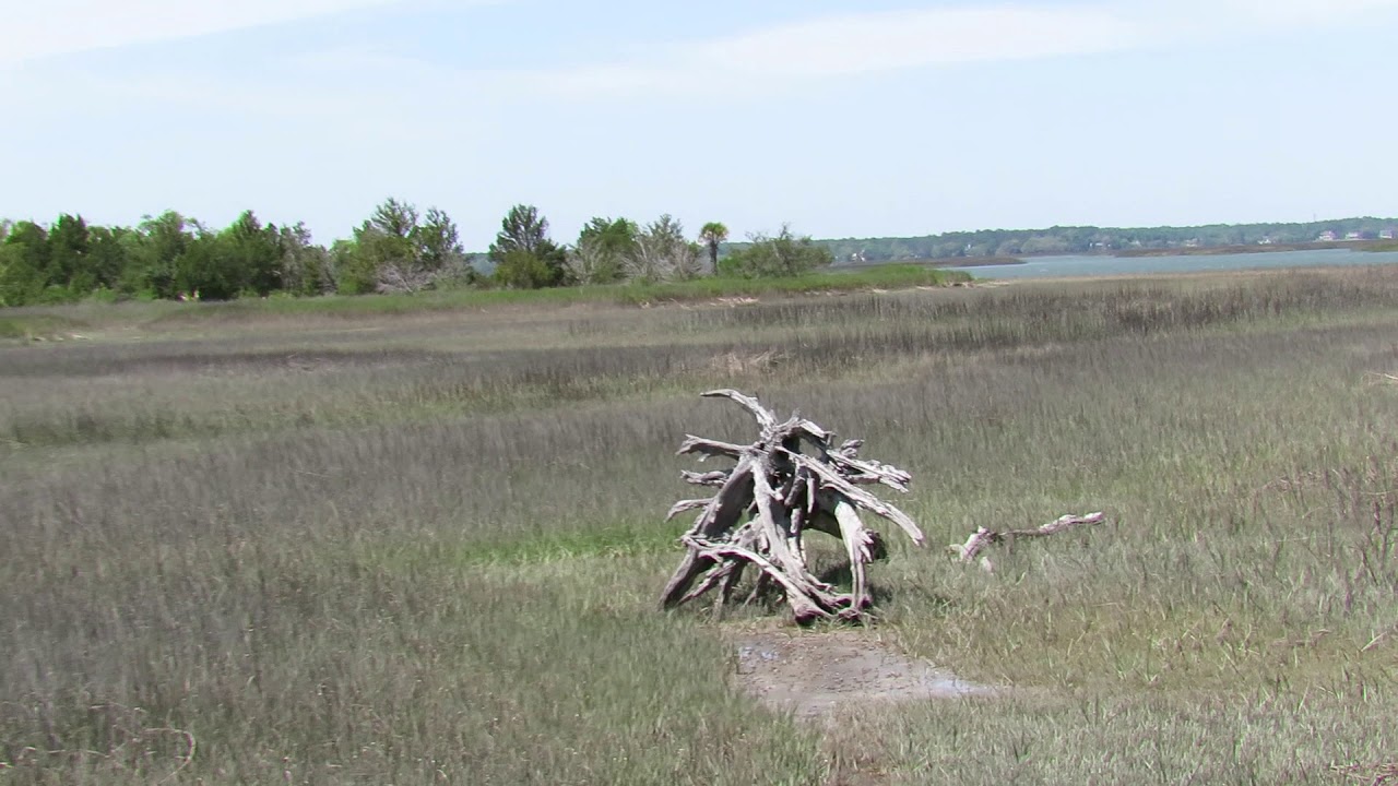 Salt Marsh, Dried Salt Pan & Beautiful Trees at Pinckney Island ...