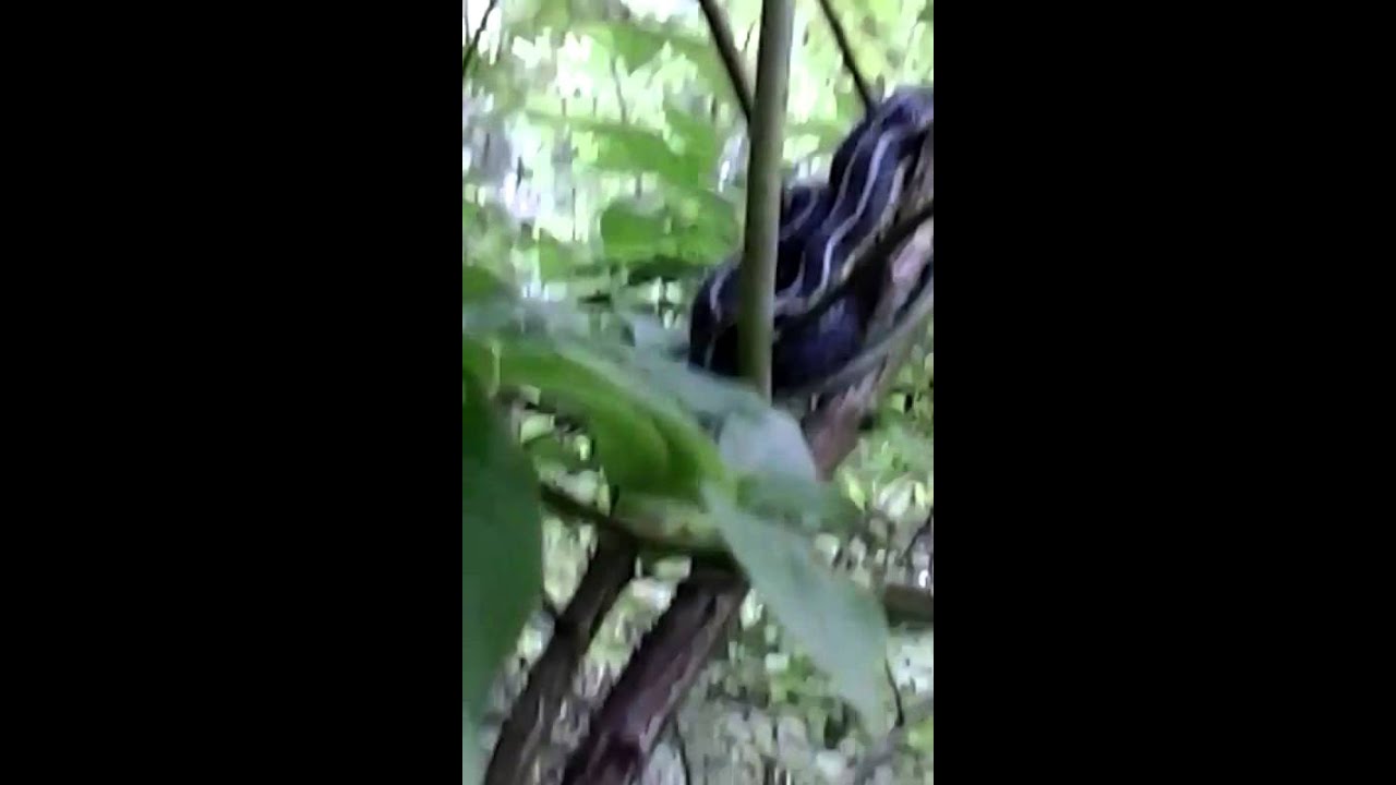 Blueberry snake - YouTube