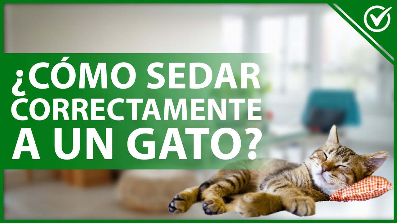 🐈 ¿Cuál es la forma correcta de SEDAR a un GATO? - Ansiedad y visitas ...
