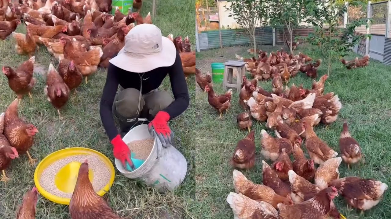 Always provide feed chicken daily in the small farm/Cam Garden - YouTube