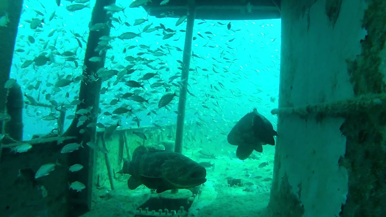 Mohawk Reef Fish - YouTube