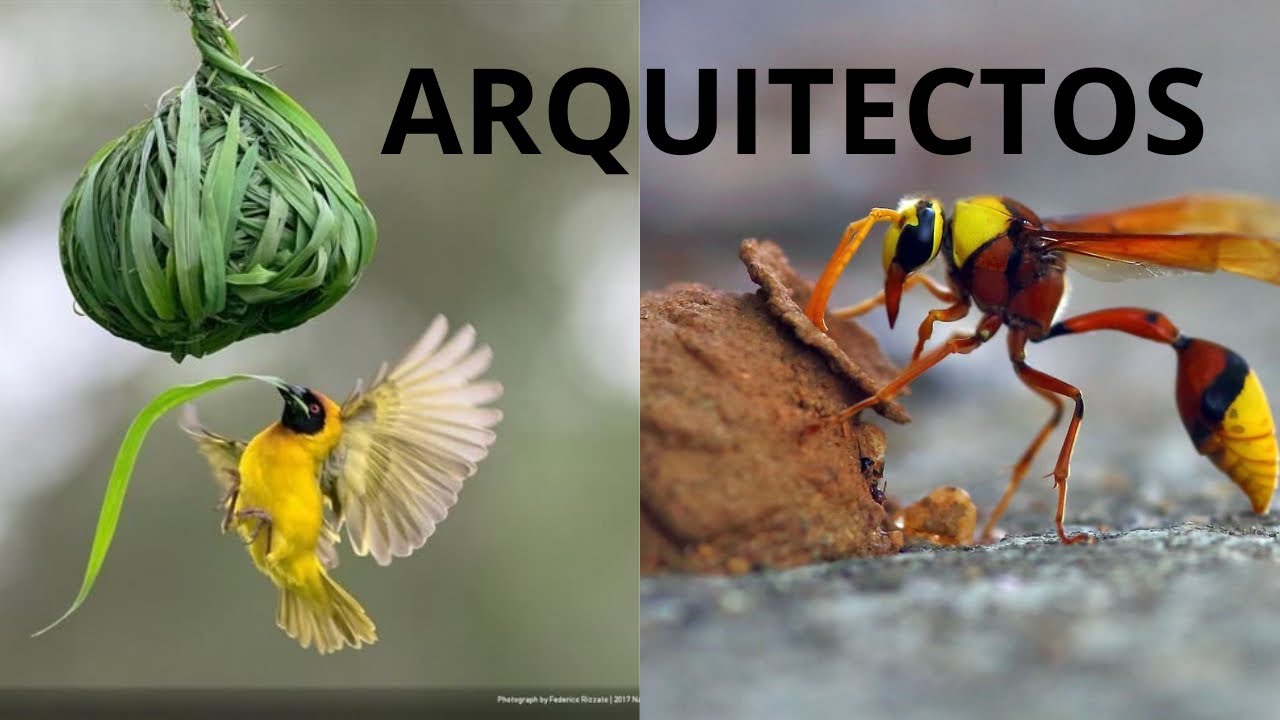 ARQUITECTOS DE LA NATURALEZA - YouTube